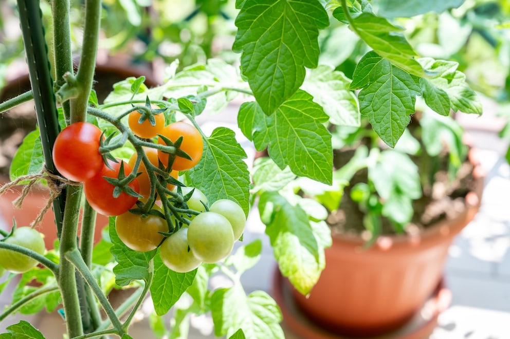 These Mistakes Especially Harm Balcony Tomatoes