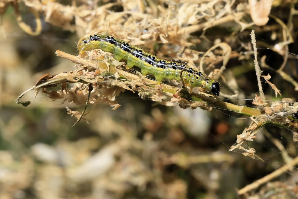 Does Baking Soda Really Help Against the Box Tree Moth? - myHOMEBOOK