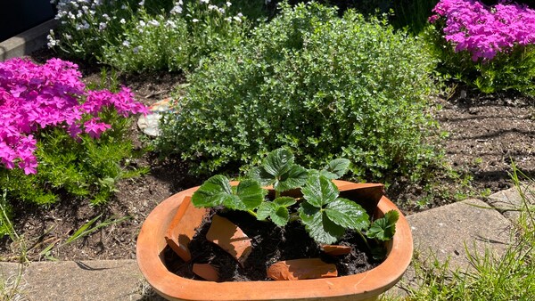 Which Water Reservoirs Truly Benefit Plants