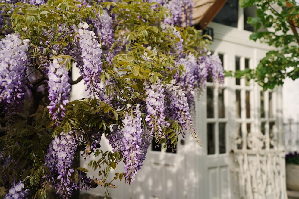 4 Common Mistakes in Wisteria Care