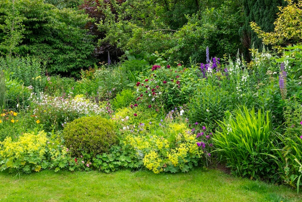 These Plants Are Natural Insect Watering Holes - myHOMEBOOK