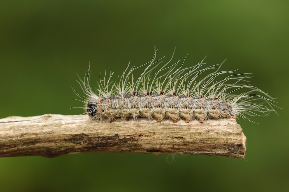 What You Can Do About the Oak Processionary Moth in Your Garden