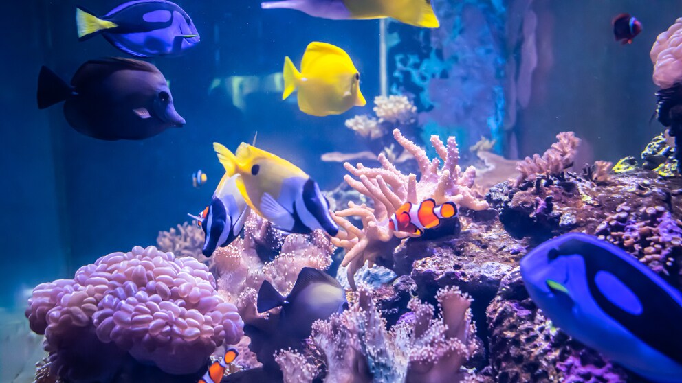 Freshwater or Saltwater Aquarium? An Overview of the Differences