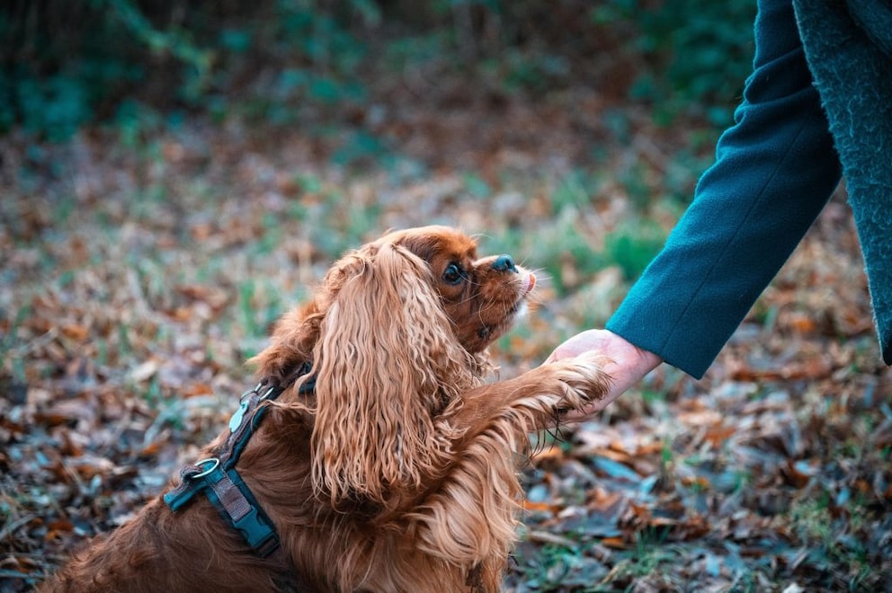 Paw preference in dogs depends on the owner, according to study