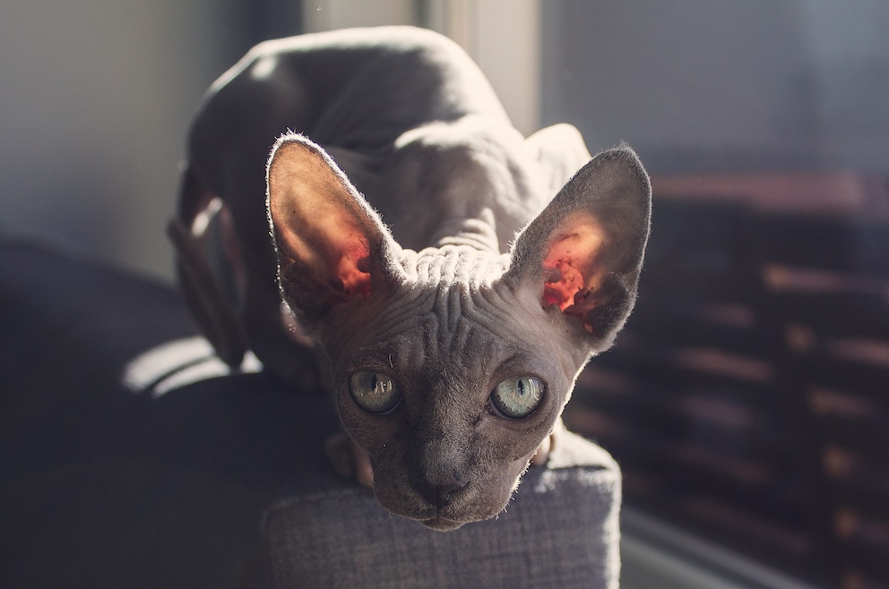 The Worst Traits of Inhumane Breeding in Cats