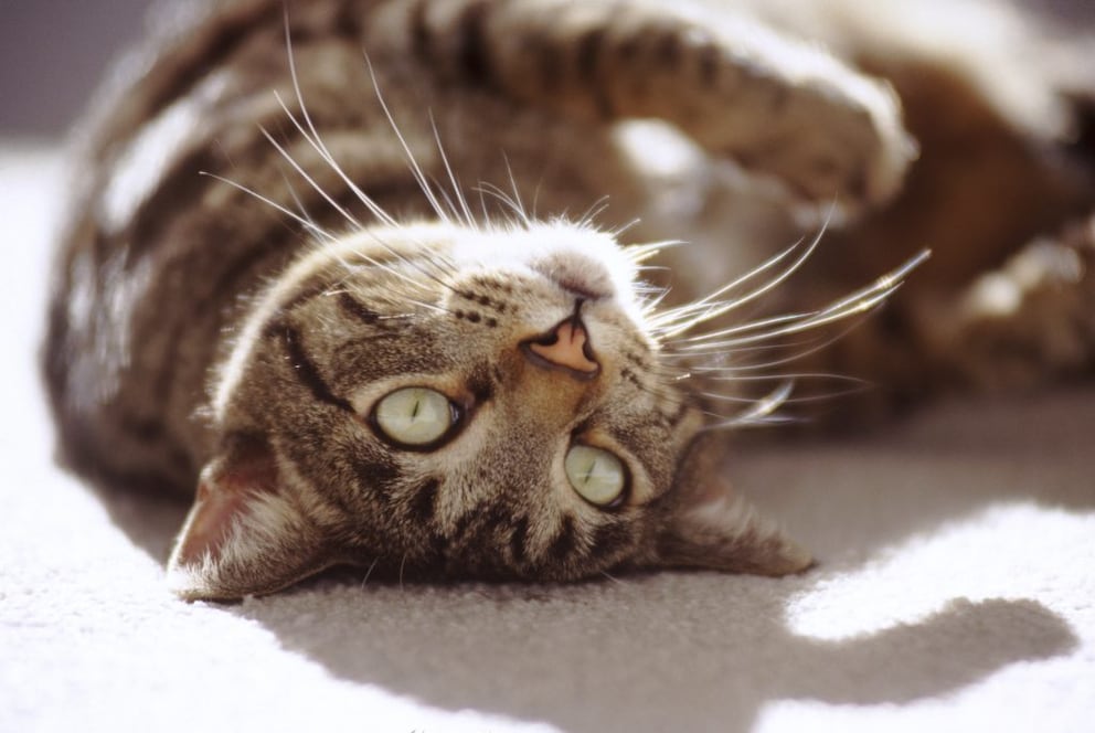 Cat Posey Enjoys Rolling Down the Stairs - PETBOOK