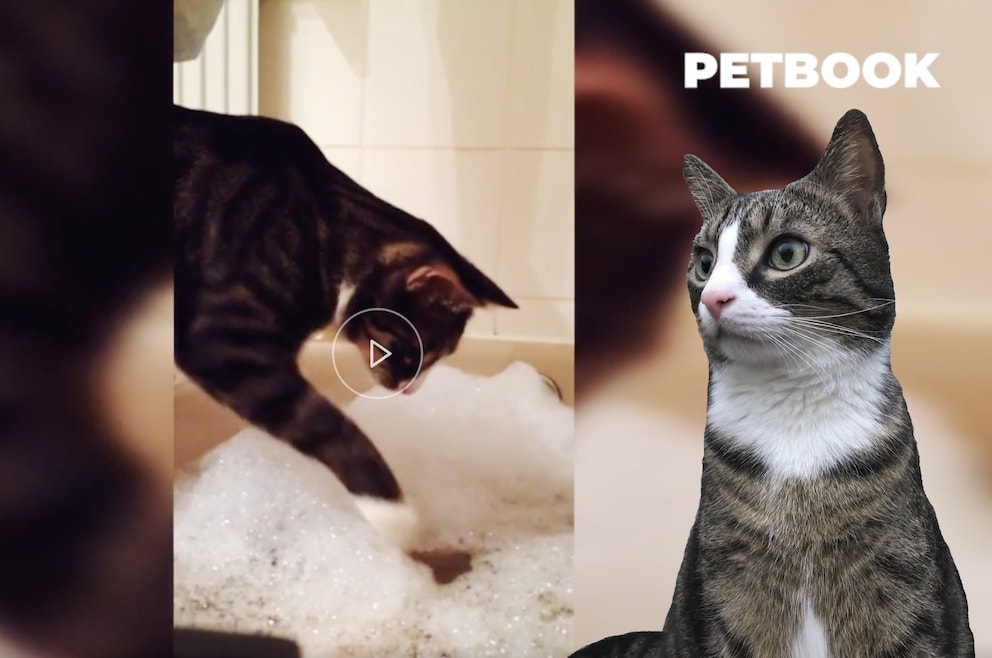 Funniest Pet Video 2022: Here’s the Winner
