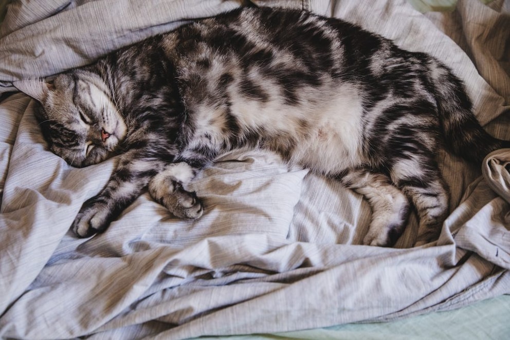 This is why many cats have a pot belly - PETBOOK