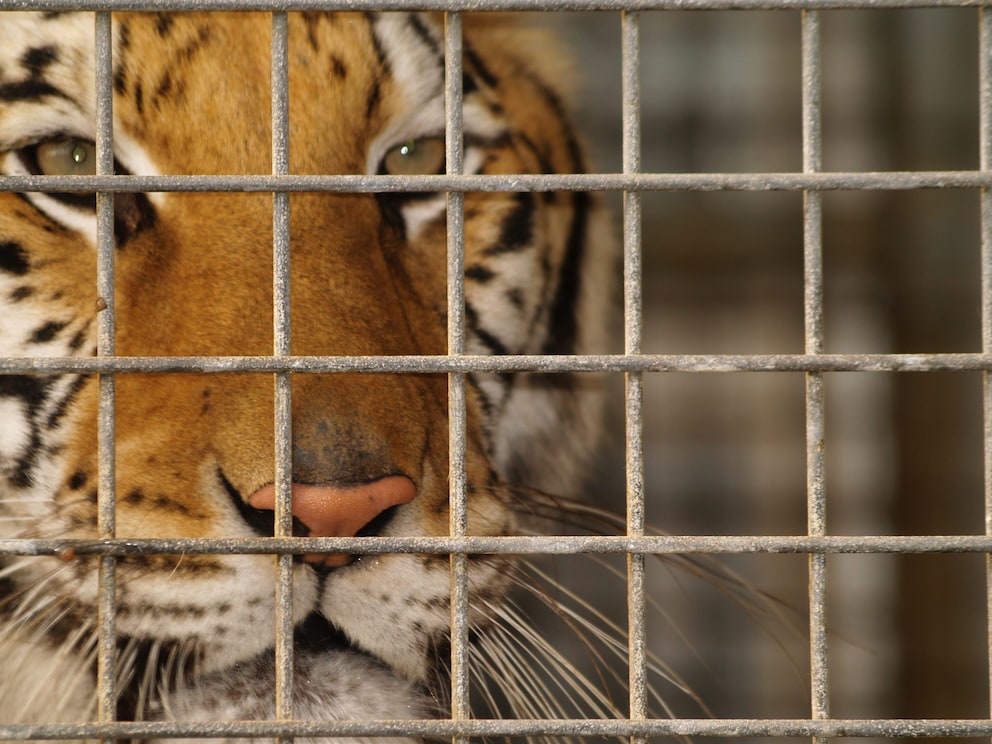 What Happens to Big Cats in Private Ownership After the Ban in the U.S.?