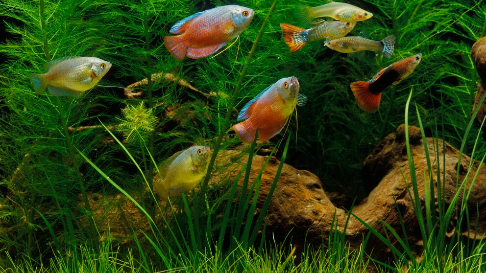 The 12 Best Plants for Freshwater Aquariums - PETBOOK