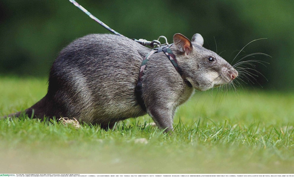 Pouched Rat: Origin, Characteristics, and Care - PETBOOK