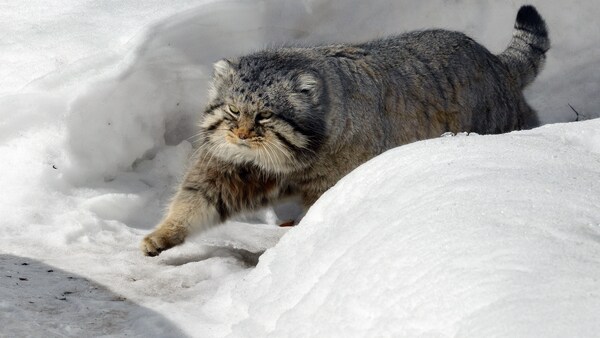 Pallas Cat Flees Climate Change on Mount Everest