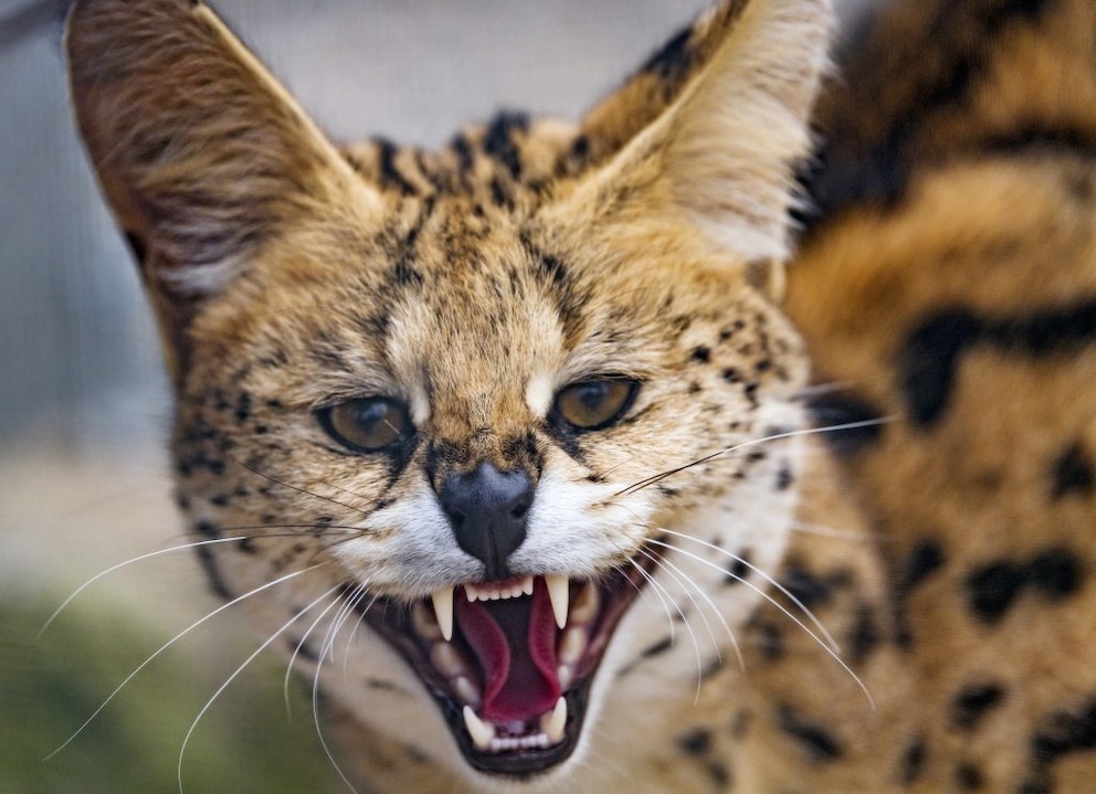 Big Cat on Drugs Captured by Police in the U.S.
