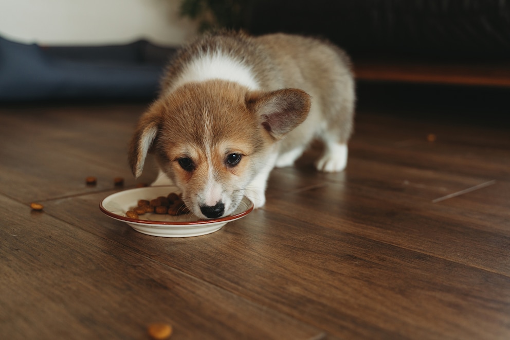 How to Identify Quality Dog Food - PETBOOK