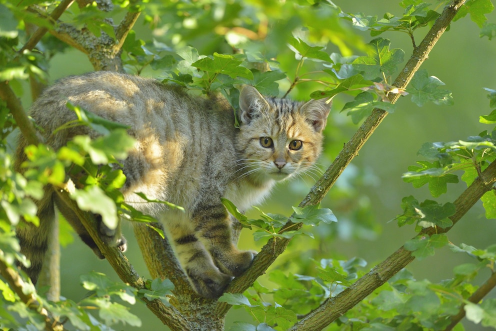 European Wildcat: Successful Return to Germany