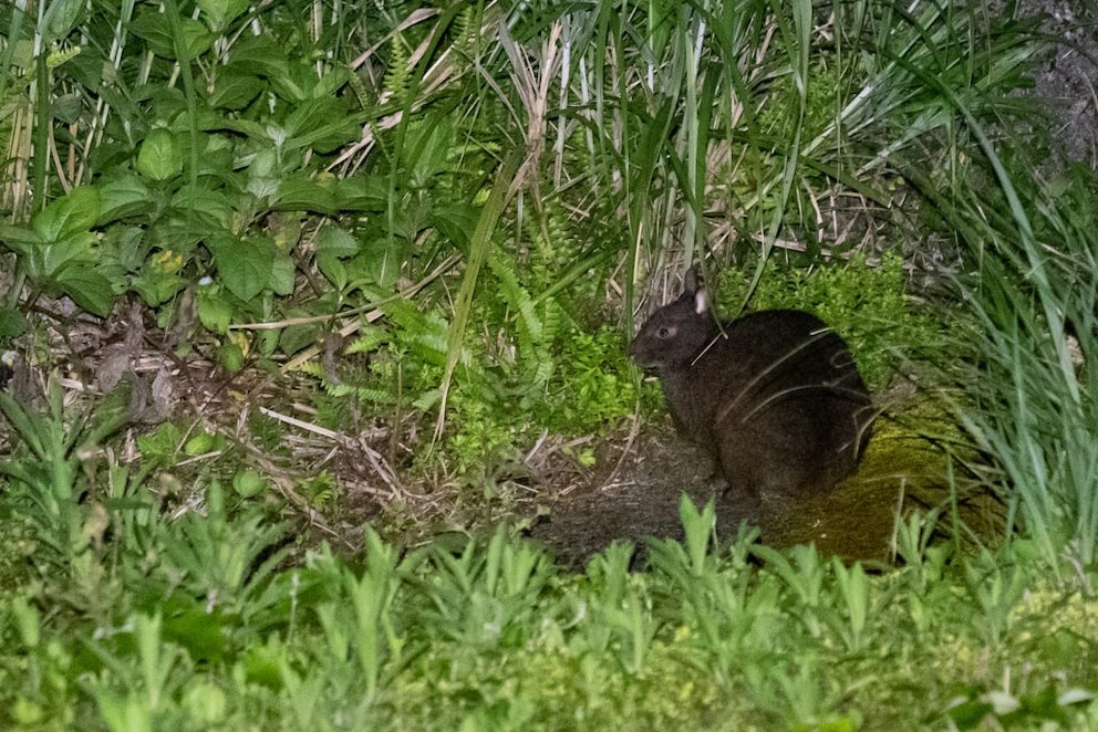 Amami Rabbit: The Only Black Wild Rabbit in the World