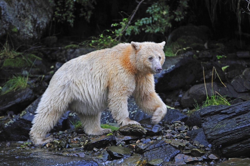 Spirit Bears in Canada: What's Behind the Phenomenon