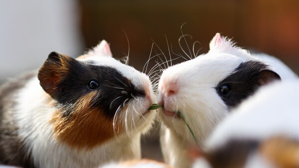 How to Properly Introduce Guinea Pigs - PETBOOK