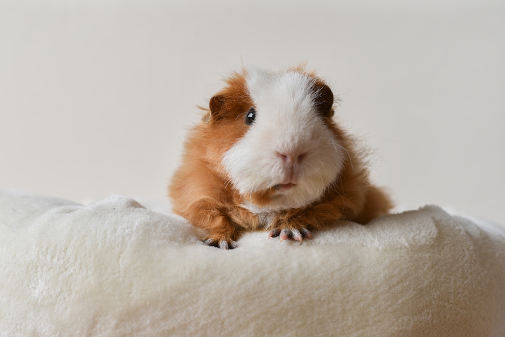 Diarrhea in Guinea Pigs: Causes and Treatment
