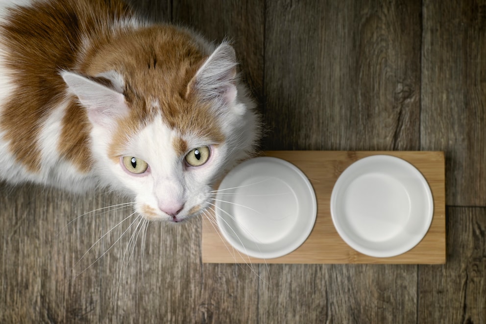 Out of Cat Food? This Alternative You Can Feed Your Cat Instead