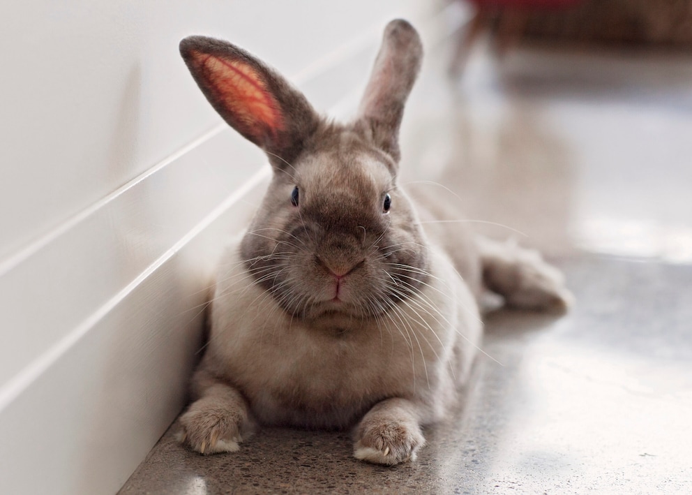 Tips for letting rabbits move freely within the home - PETBOOK
