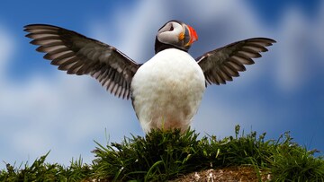 Why Icelanders are throwing puffins off cliffs- PETBOOK