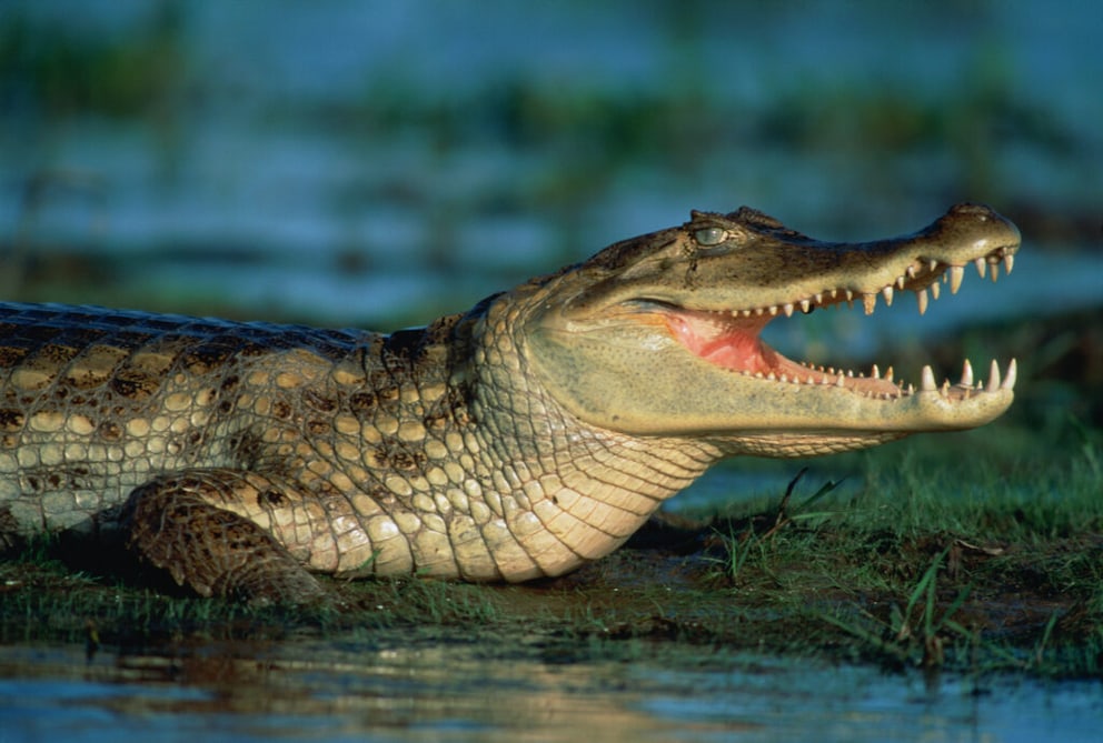 These Summer Sensation Animals Kept Germany on Its Toes