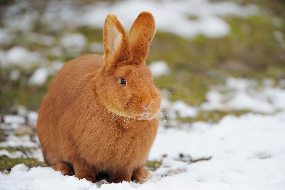New Zealand Rabbits: Appearance, Character, and Care - PETBOOK