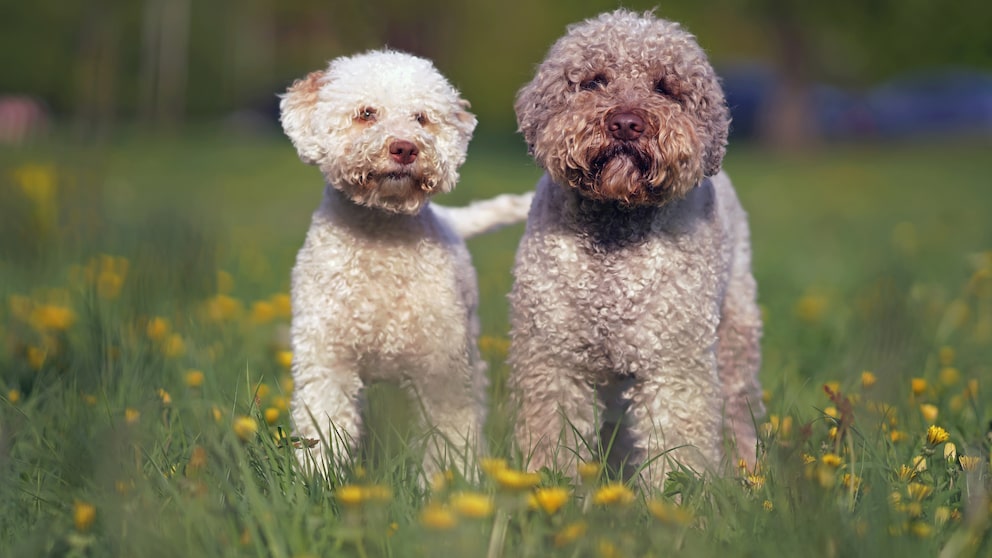 Lagotto Romagnolo: Origin, Character, and Care of the Dogs - PETBOOK