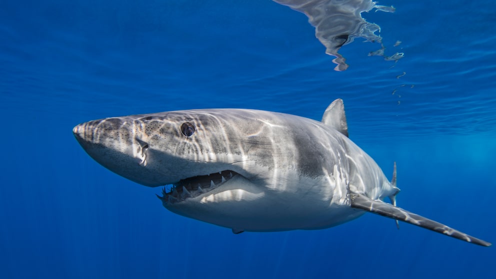 These Sharks Are Found in the North Sea and the Baltic Sea - PETBOOK