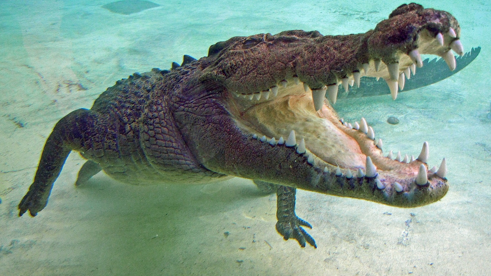 These animals can break bones with a single bite - PETBOOK