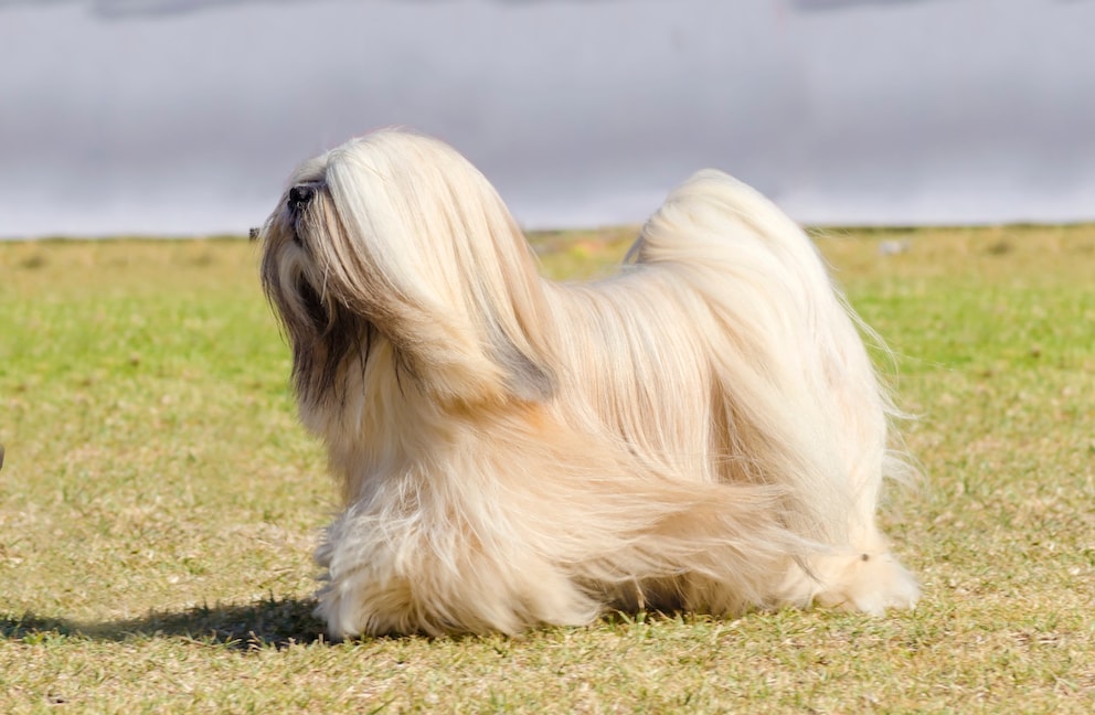 Lhasa Apso: Origin, Character, and Care - PETBOOK