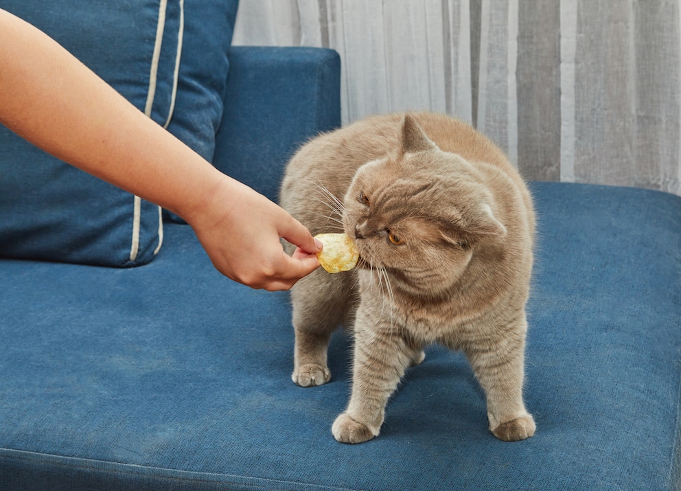 Can Cats Eat Chips? - PETBOOK