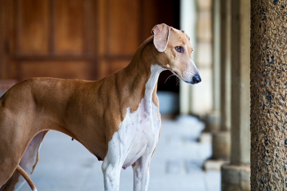 Azawakh: Origin, Character, and Care of the Sighthounds - PETBOOK