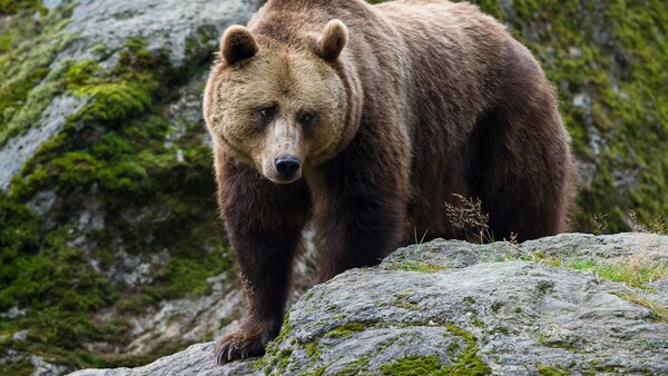 Do You Know All 8 Real Bears? - PETBOOK