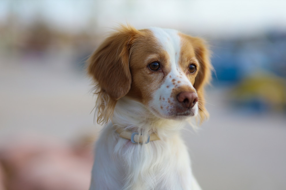 Kokoni: Origin, Character, and Care of the Dogs - PETBOOK