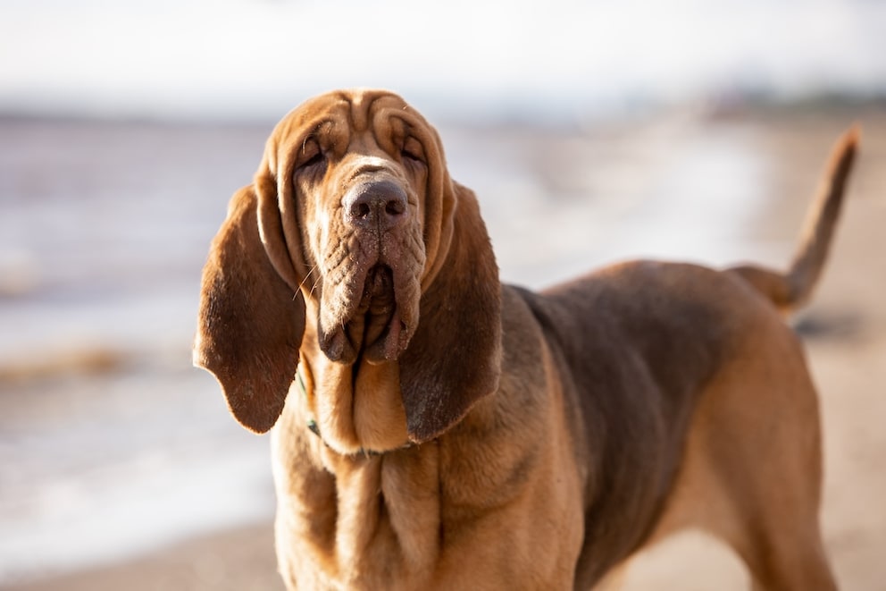 Bloodhound: Origin, Character and Care - PETBOOK