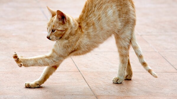 8 reasons why cats arch their backs - PETBOOK