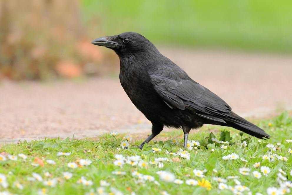 Corvids: How Ravens, Jackdaws, Crows and Magpies Differ