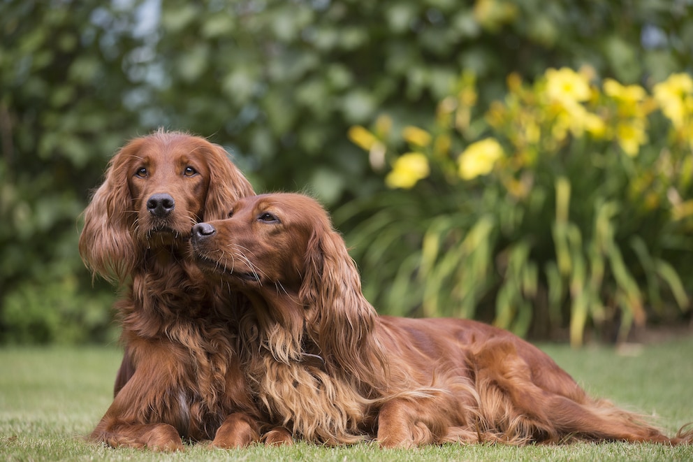 Irish Setter: Appearance, Character, and Care - PETBOOK
