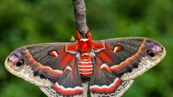 Keeping pet moths: what's behind the new trend - PETBOOK
