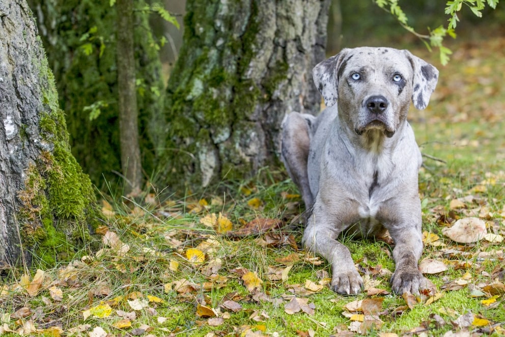 Catahoula: temperament, keeping, and care of this dog - PETBOOK