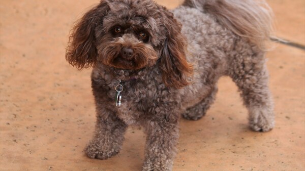 Pomapoo: Character, Appearance and Attitude of the Breed - PETBOOK