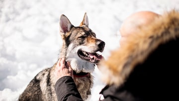 Did Wolves Turn Themselves into Dogs?- PETBOOK