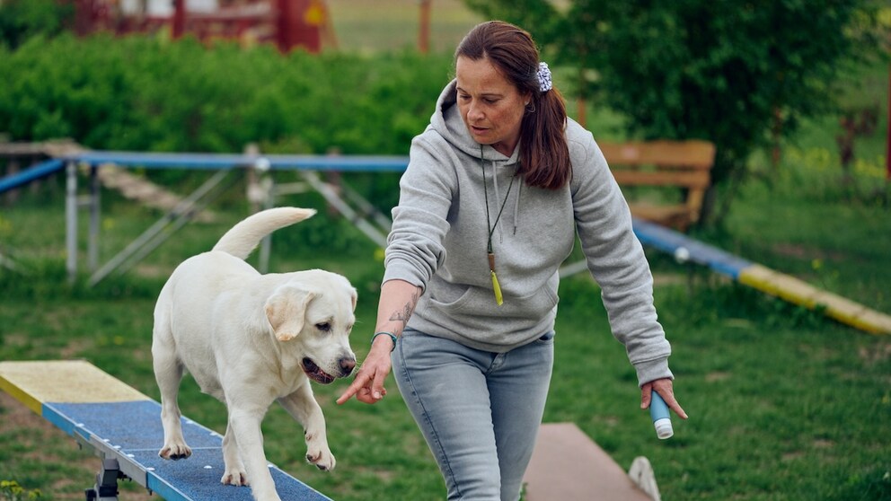 Doggy Fitness and Fitness Loop for Dogs — Are They Necessary? - PETBOOK