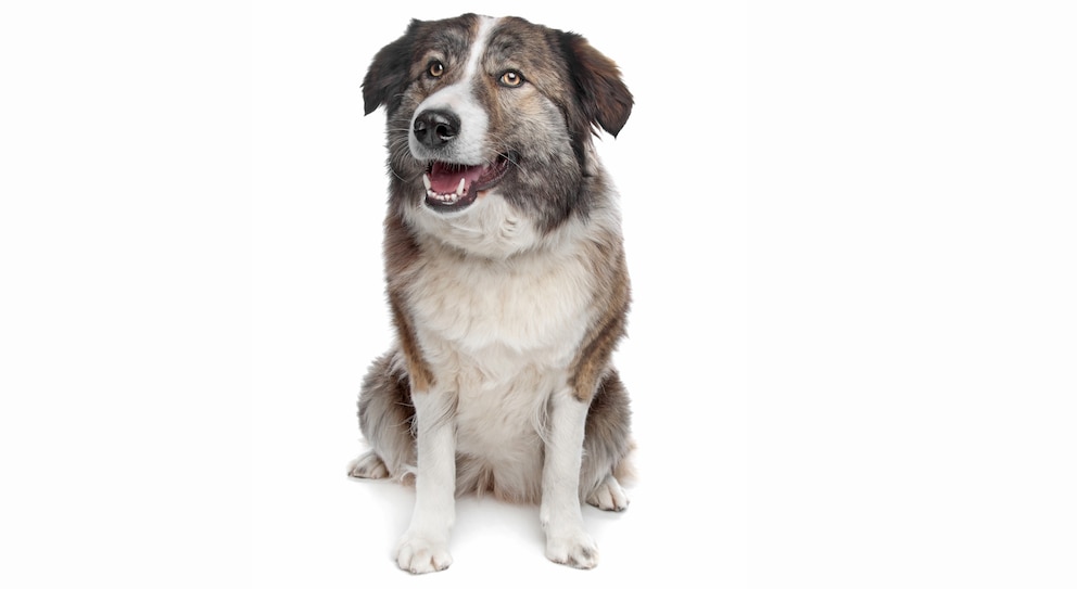 Aïdi: Character, Appearance, and Attitude of the Rare Dog- PETBOOK
