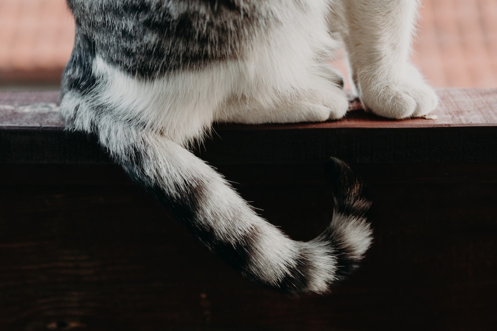 How to Recognize a Broken Cat Tail - PETBOOK