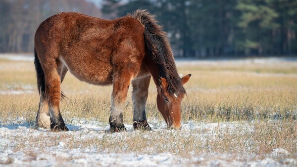 Equine Cushing's Syndrome — Symptoms, Causes, and Treatment