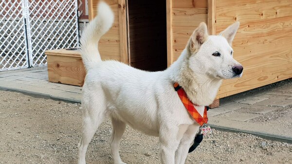 Pungsan: Origin, Character, and Attitude of Hunting Dogs - PETBOOK