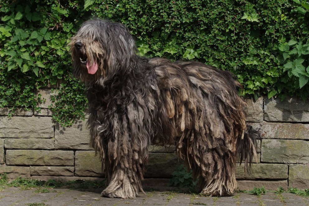 Bergamasco Shepherd: Character, Appearance, and Care - PETBOOK